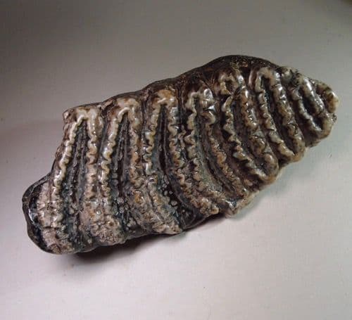 STEGODON TOOTH - about 2 million years old - Java Indonesia