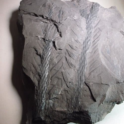 STEMS OF A GIANT EXTINCT TREE - 300 million years old - Radstock Somerset