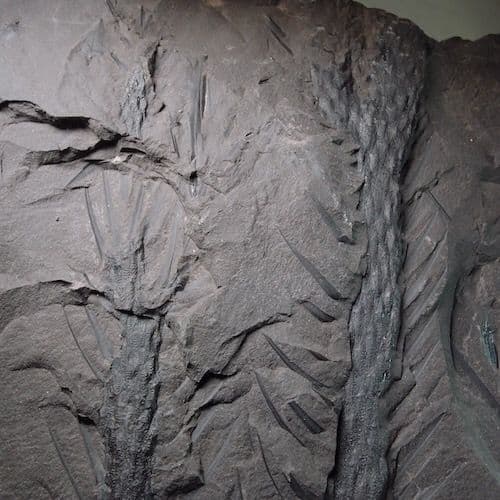 STEMS OF A GIANT EXTINCT TREE - 300 million years old - Radstock Somerset