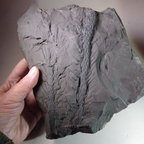 STEMS OF A GIANT EXTINCT TREE - 300 million years old - Radstock Somerset