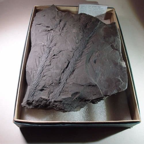 STEMS OF A GIANT EXTINCT TREE - 300 million years old - Radstock Somerset