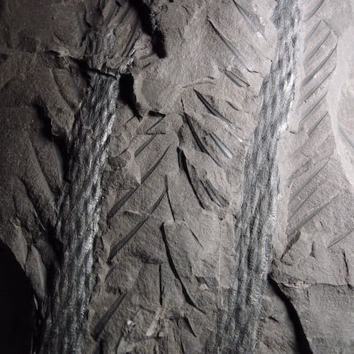 STEMS OF A GIANT EXTINCT TREE - 300 million years old - Radstock Somerset