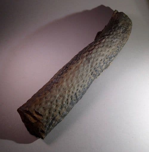 STIGMARIA FOSSILISED ROOT OF A GIANT PREHISTORIC TREE - 300 million ...