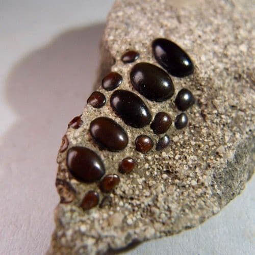 TEETH OF A JURASSIC FISH - Oxfordshire