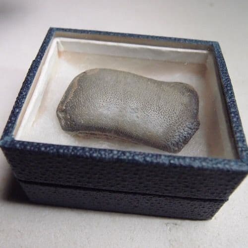 TOOTH OF A JURASSIC SHARK ASTERACANTHUS - 165 million years old - Corby ...