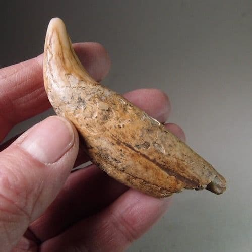 TOOTH OF CAVE BEAR - about 20 000 years old - Romania