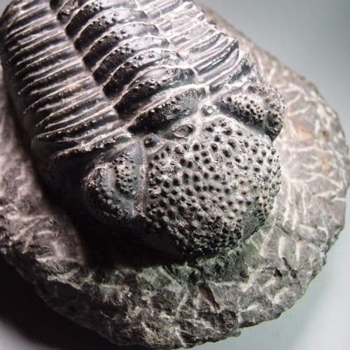 TRILOBITE - Large well- preserved example - 380 million years old - Morocco