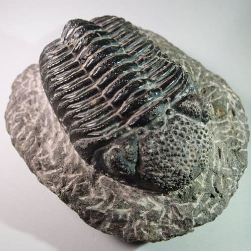 TRILOBITE - Large well- preserved example - 380 million years old - Morocco