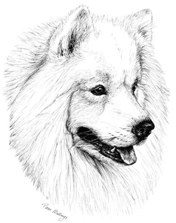 Samoyed Personalised Address Labels