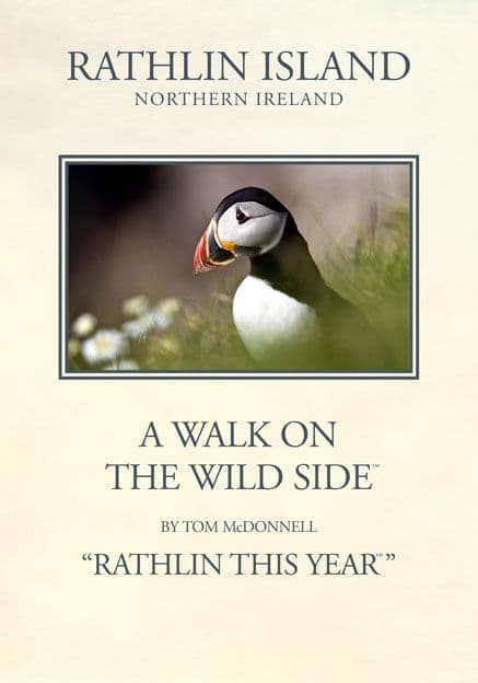 Atlantic Puffin Rathlin Island Vintage inspired Travel Poster by Tom ...