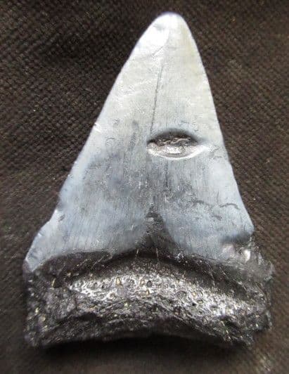 MEG TOOTH SHOWING POSSIBLE BITE MARKS - MIOCENE NORTH CAROLINA