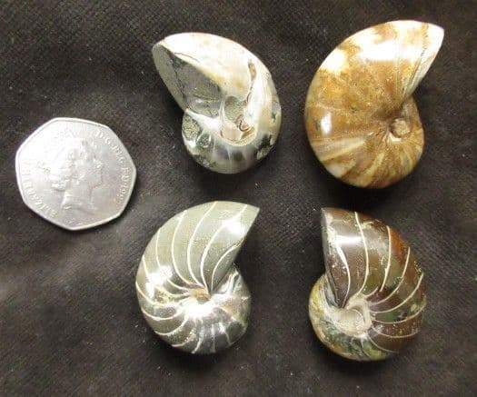4 NAUTILOIDS - CRETACEOUS MADAGASCAR