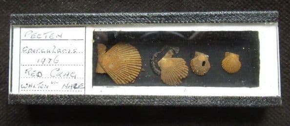 4 SMALL PECTENS - PLIOCENE RED CRAG ESSEX