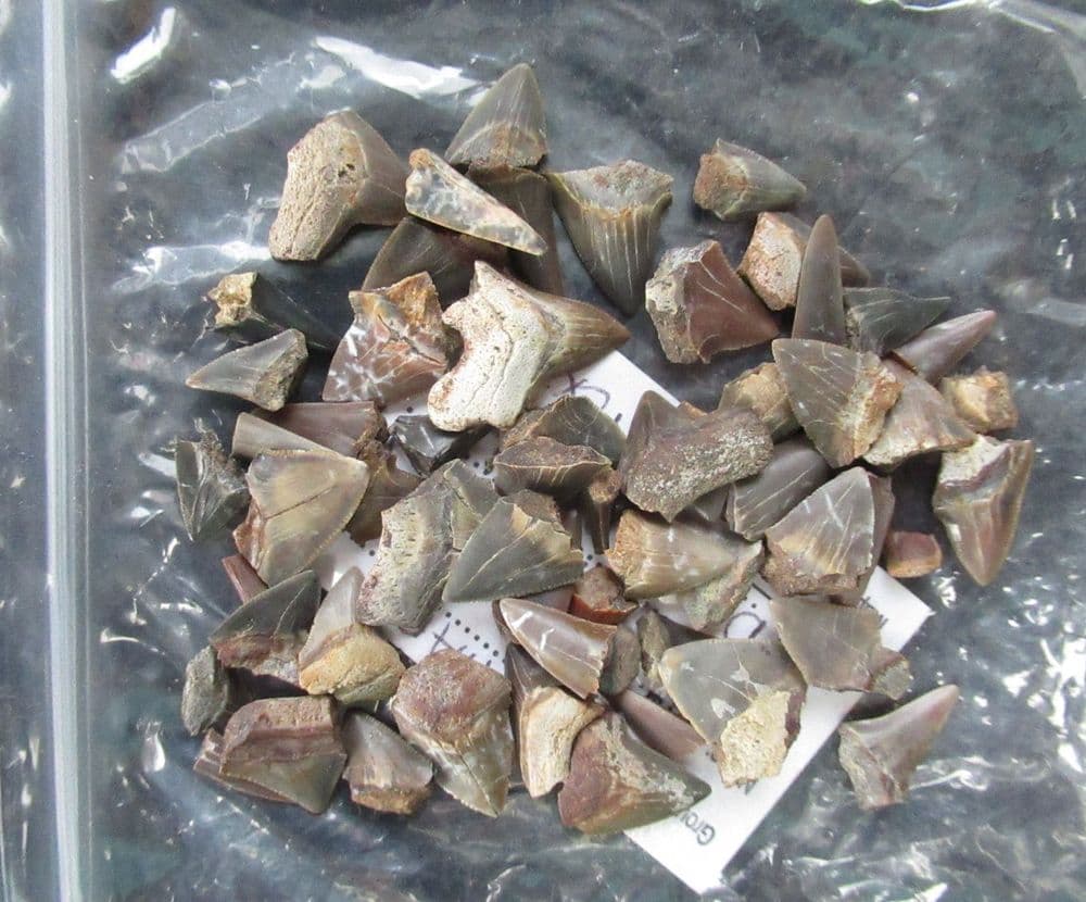 50 PLUS CROW SHARK TEETH - CRETACEOUS TEXAS