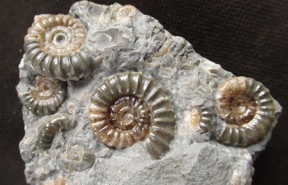 8 BEAUTIFUL PROMICROCERAS FROM LYME REGIS