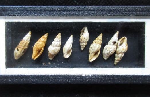 8 CLAVATULA MITRULA - RED CRAG WALTON ESSEX