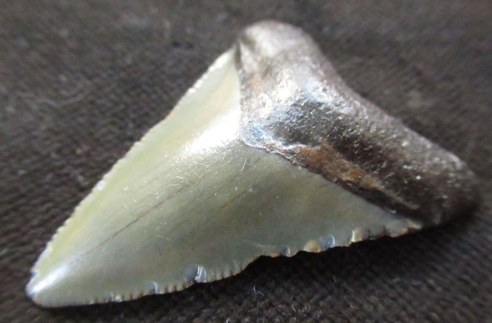 AFFORDABLE MEG TOOTH - MIOCENE FLORIDA