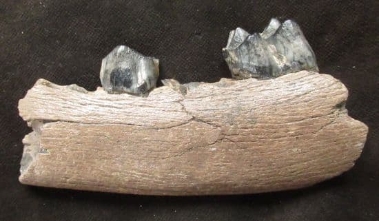 ALCES LATIFRONS JAW WITH TWO TEETH EARLY PLEISTOCENE HUNGARY