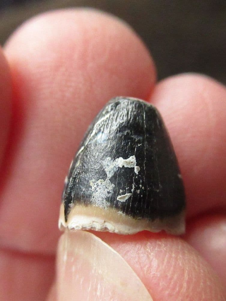 ALLIGATOR MISSISSIPPIENSIS TOOTH - LATE PLEISTOCENE FLORIDA