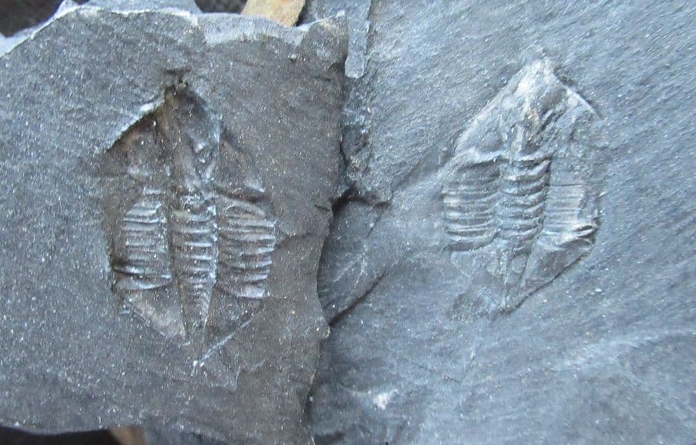AMPYX LINLEYENSIS - ORDOVICIAN SHROPSHIRE