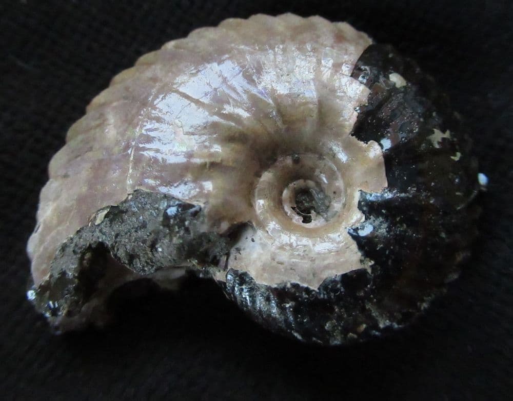 ANAHOPLITES PLANUS - GAULT CLAY FOLKESTONE