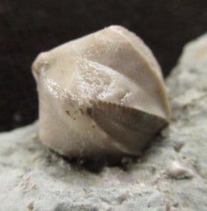 BEAUTIFUL BLASTOID ON MATRIX - CARBONIFEROUS ILLINOIS USA