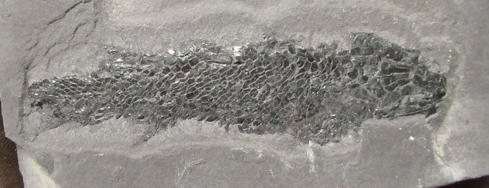 BEAUTIFULLY PRESERVED OSTEOLEPIS - DEVONIAN ORKNEY