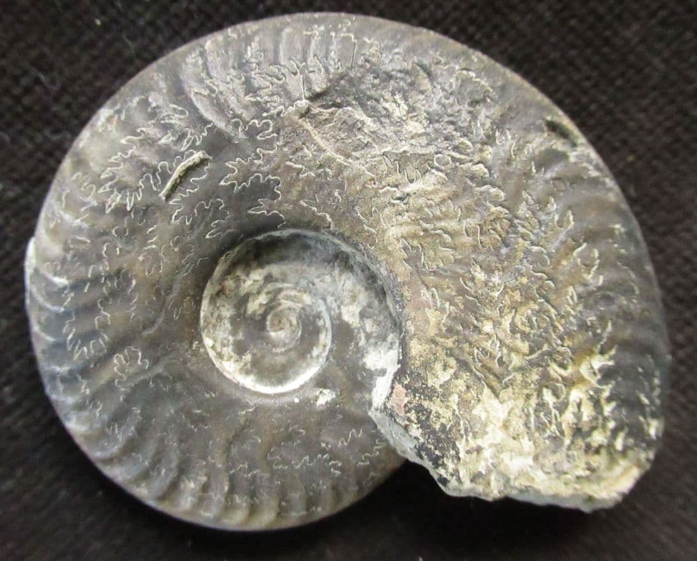 BLACK HARPOCERAS - JURASSIC SOMERSET