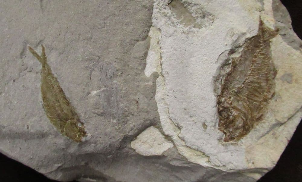 BOLCAICHTHYS CATOPYGOPTERA - EOCENE MONTE BOLCA ITALY