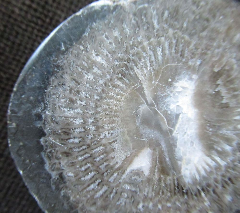 CANINIA CYLINDRICA - CARBONIFEROUS NORTH WALES