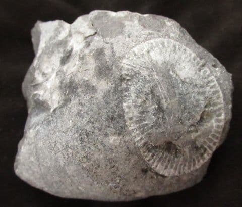 CANINIA CYLINDRICA - CARBONIFEROUS WALES