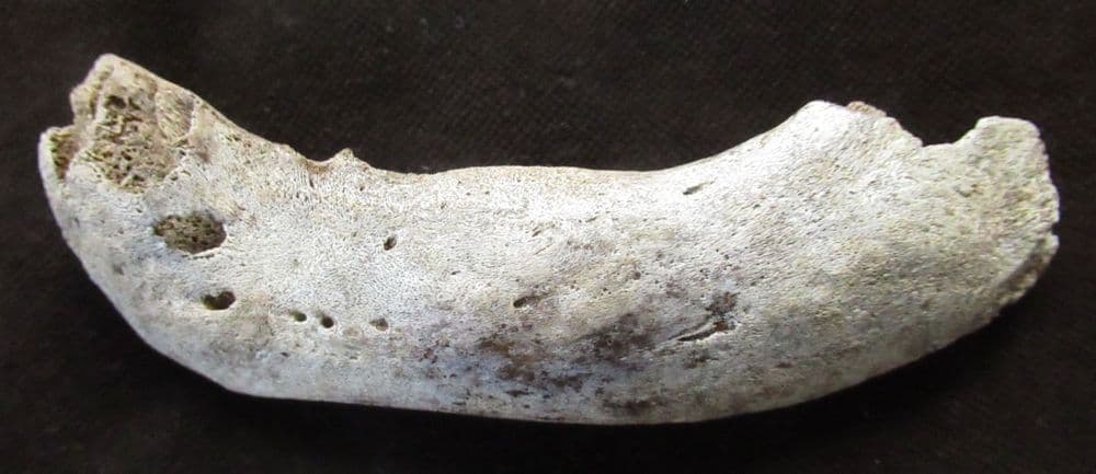CAVE BEAR CUB JAW - PLEISTOCENE POLAND