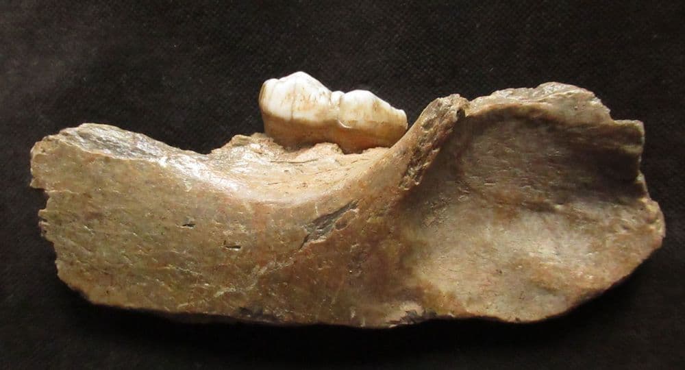 CAVE BEAR PARTIAL JAW WITH MOLAR - PLEISTOCENE ROMANIA