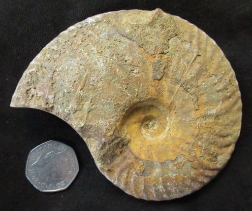 CLEONICERAS SP - CRETACEOUS MADAGASCAR