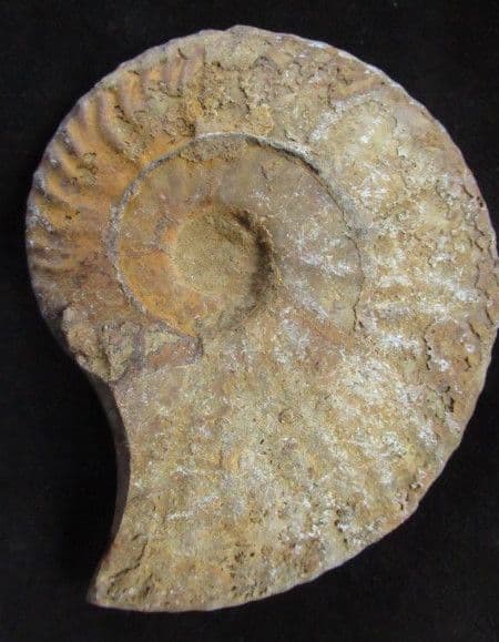 CLEONICERAS SP - CRETACEOUS MADAGASCAR