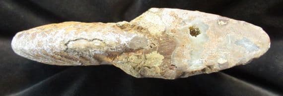 CLEONICERAS SP - CRETACEOUS MADAGASCAR