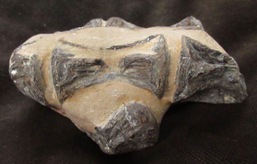 CLUSTER OF 6 HUGE FISH VERTEBRA - LONDON CLAY SHEPPEY KENT