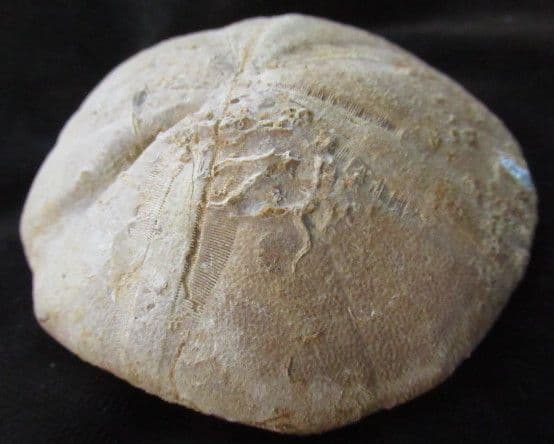 CLYPEUS WITH SERPULIDS ON BOTH SURFACES - JURASSIC GLOUCESTERSHIRE