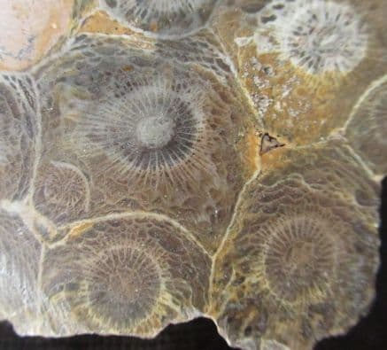 COMPOUND CORAL - DEVONIAN MOROCCO