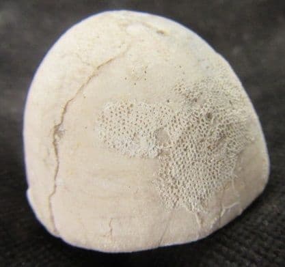 CONULUS COVERED IN BRYOZOANS - CHALK KENT