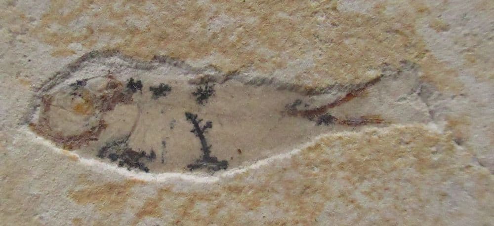 CRETACEOUS FISH FROM MOROCCO