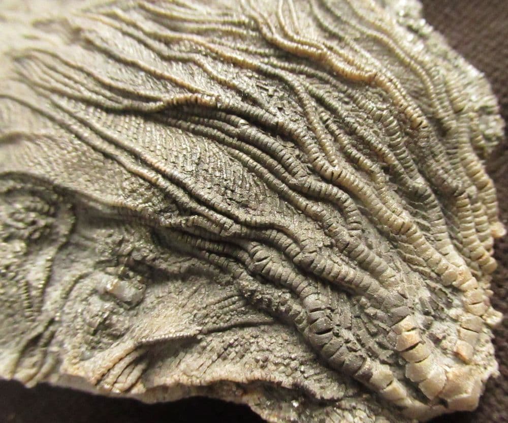 CRINOID HEAD AND ARMS - JURASSIC DORSET