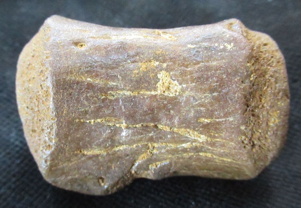 CROCODILE CAUDAL VERTEBRA - FARINGDON SPONGE GRAVELS OXFORDSHIRE