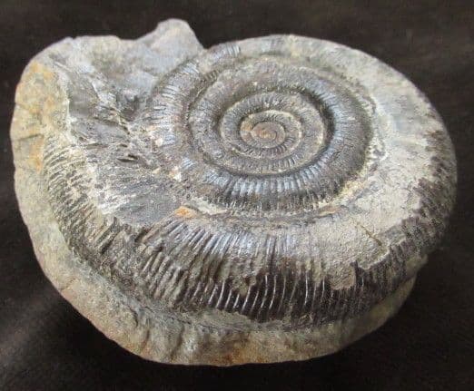 DACTYLIOCERAS TENUICOSTATUM - JURASSIC YORKSHIRE
