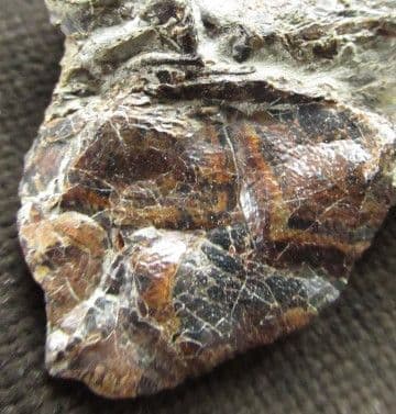 DAPEDIUM PARTIAL SKULL - JURASSIC LYME REGIS
