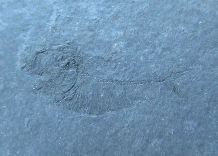DEEP WATER FISH FROM THE OLIGOCENE OF POLAND