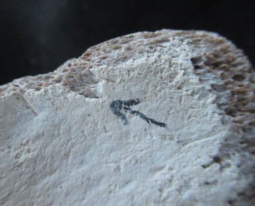 DOLPHIN VERTEBRA WITH BITE MARK - MIOCENE FLORIDA USA