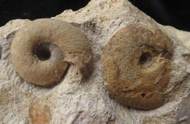 DOUBLE BAJOCIAN AMMONITES - DORSET