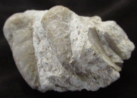 DOUBLE NERINEA VOLTZI - JURASSIC OXFORDSHIRE