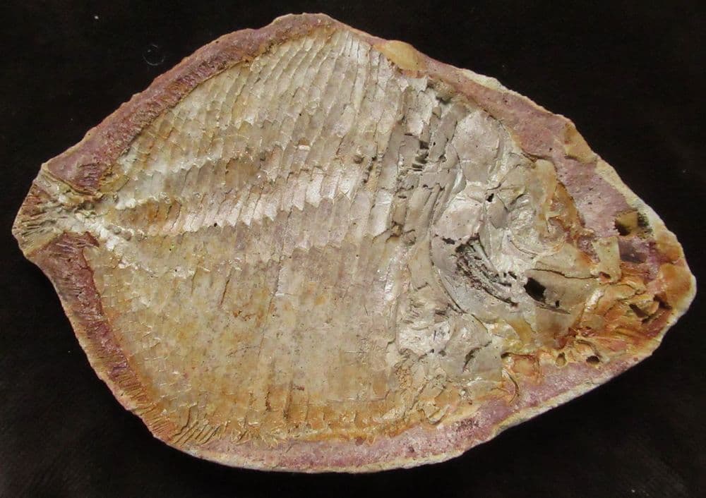 ENCRINOSOMUS DIXONI - LOWER TRIASSIC MADAGASCAR